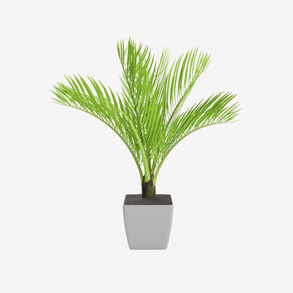 GreenO
